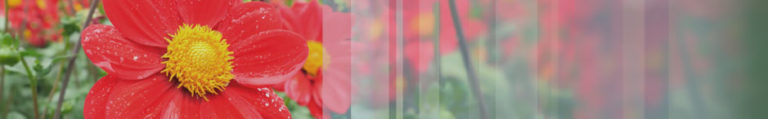Garten-Suche | Offene Gartenpforte Rheinland