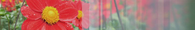 Garten-Suche | Offene Gartenpforte Rheinland